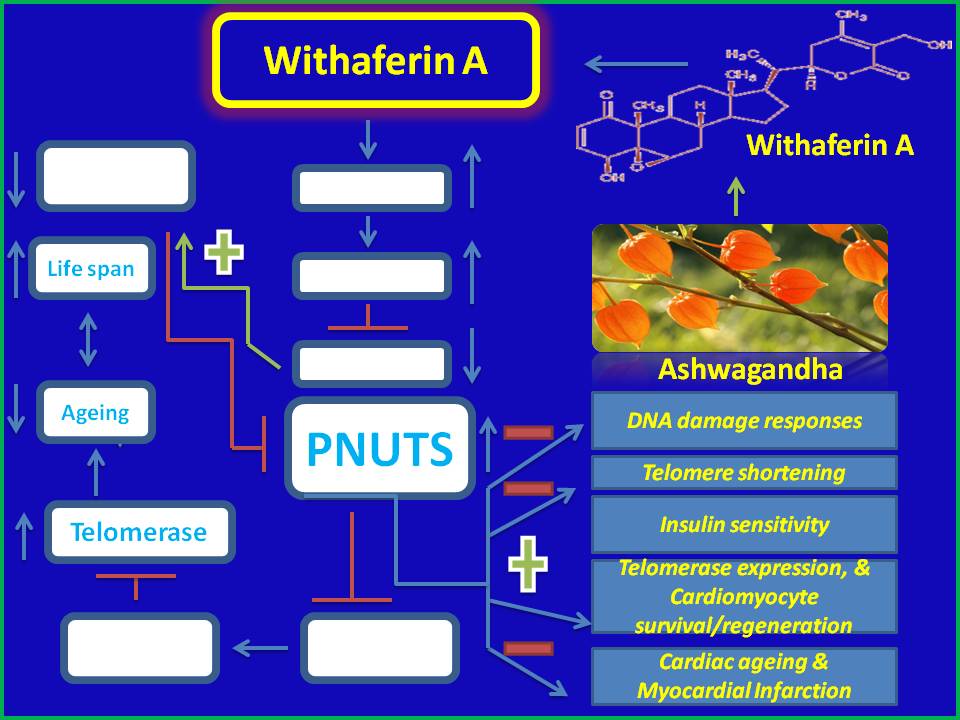Natural product-derived therapy for Myocardial Infarction: Withaferin A ...