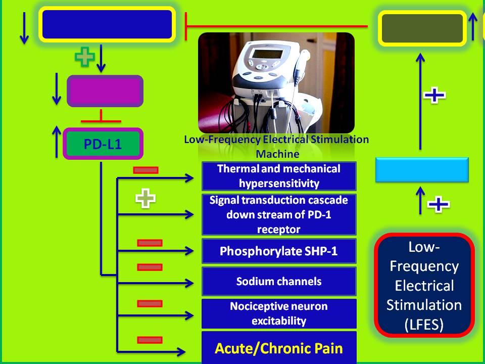 Low-Frequency Electrical Stimulation (LFES)-based PD-1 pathway ...