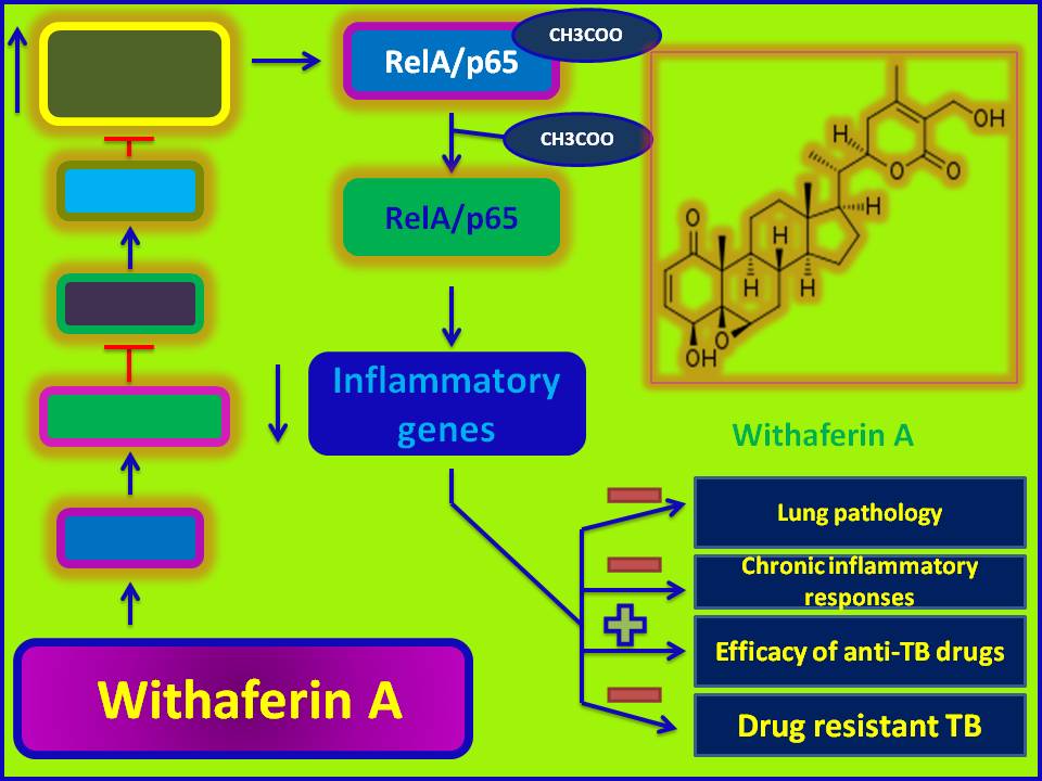 Natural product-derived therapy for tuberculosis: Withaferin A (WA ...