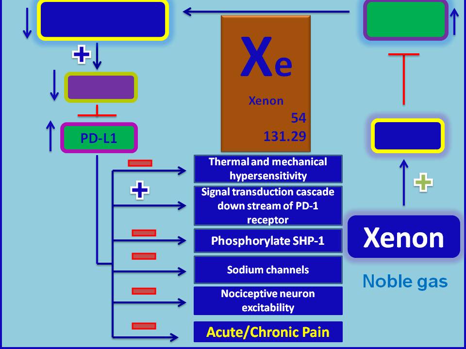 Xenon-based PD-1 pathway activation for Pain therapy: Xenon, a general ...