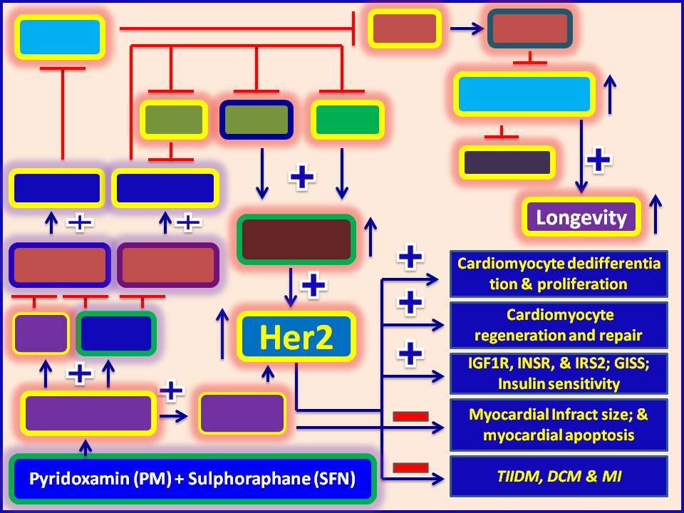 Regenerative therapy for regaining the lost cardiomyocytes in ...