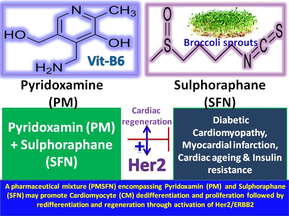 Regenerative therapy for regaining the lost cardiomyocytes in ...