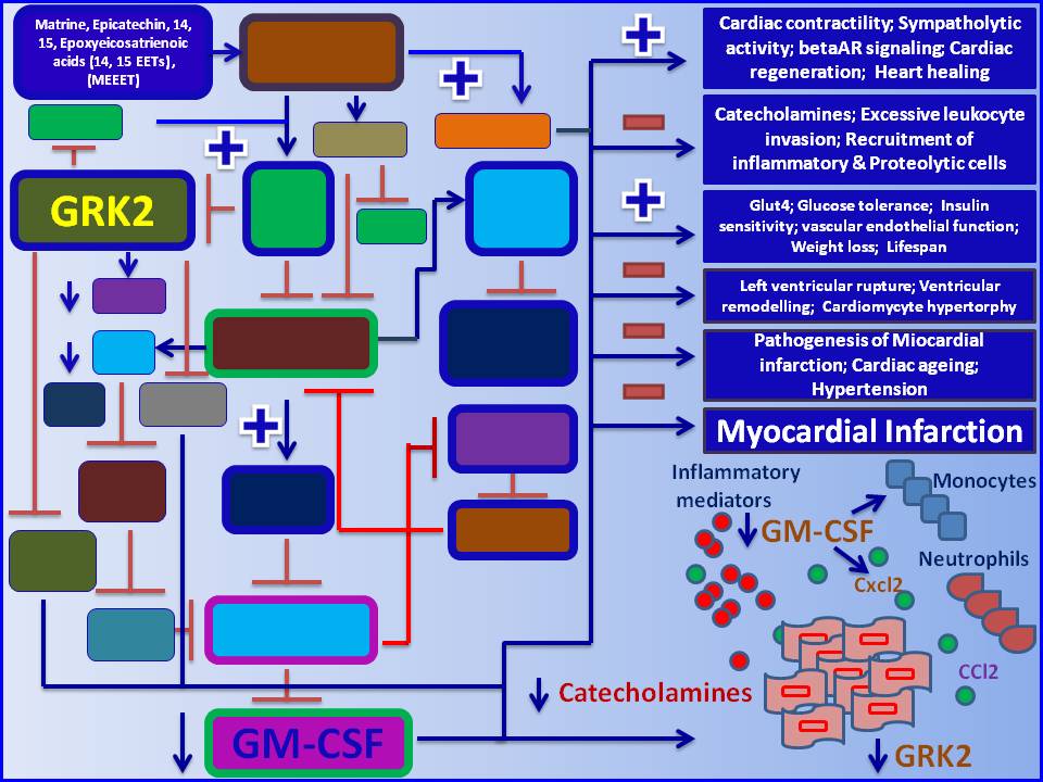 Combinatorial therapy for improving cardiac contractility and ...