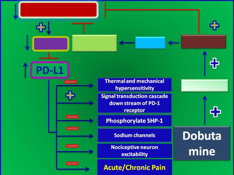 A new mechanistic insight into a known heart failure medicine in Pain ...