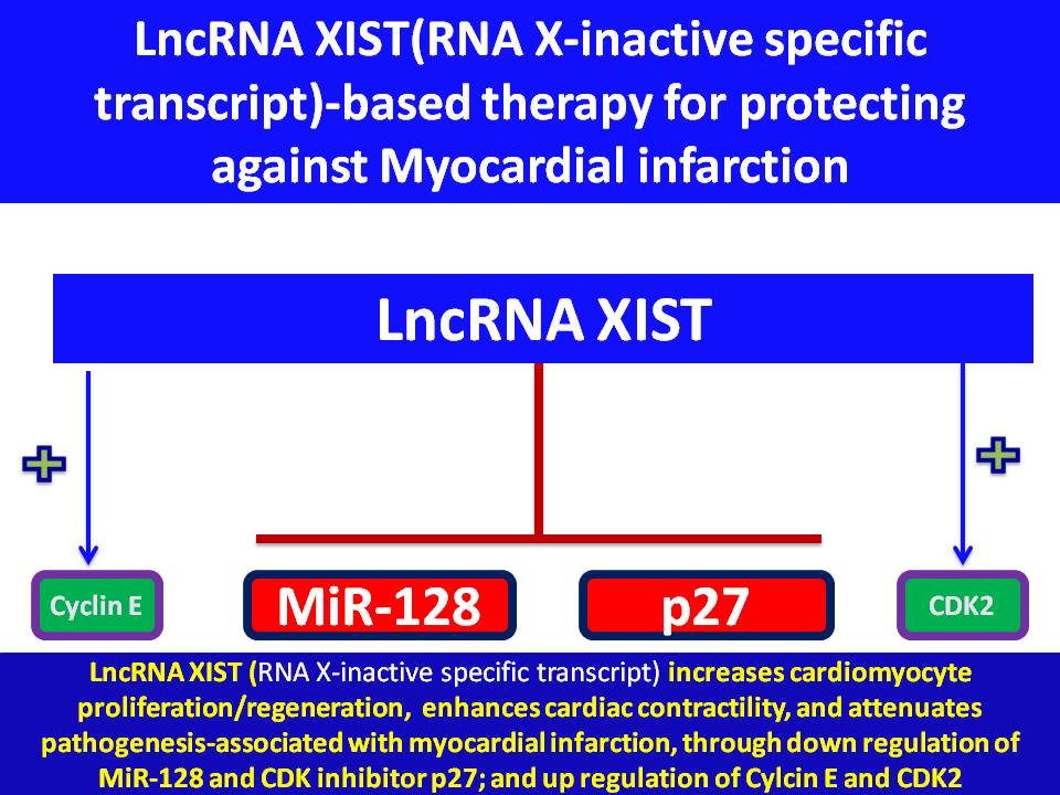 Lncrna Xist Rna X Inactive Specific Transcript Increases 5483