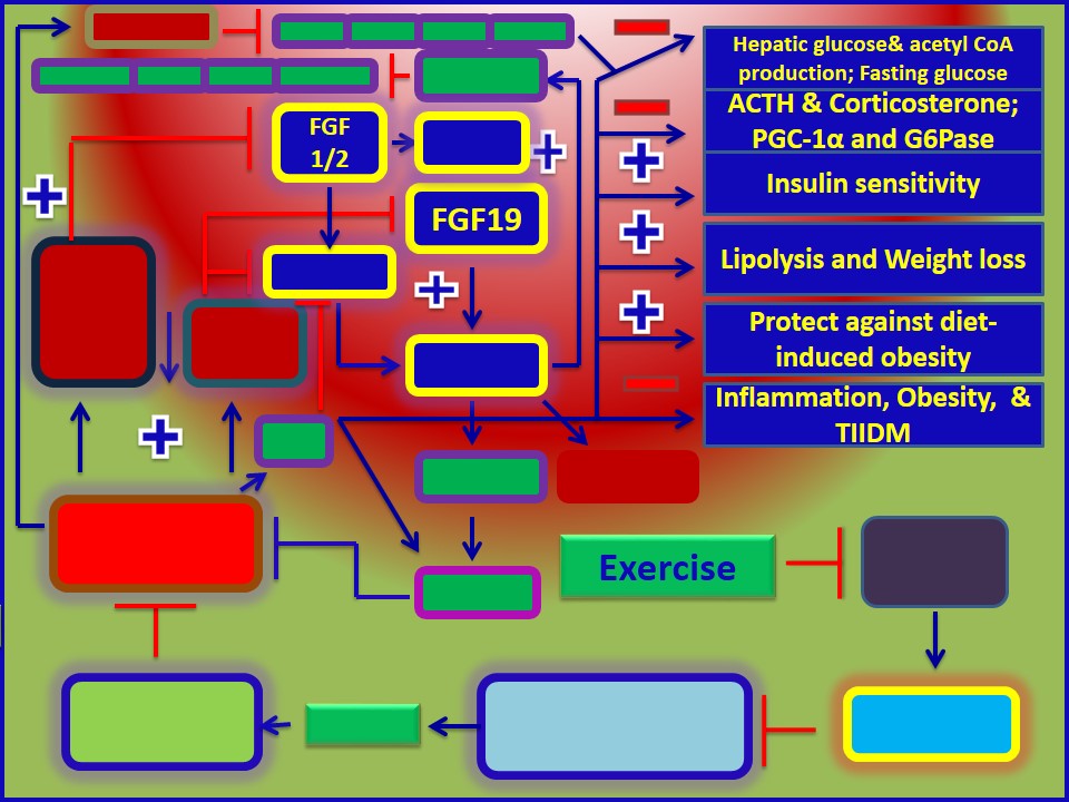 Exercise protects against insulin resistance, dietinduced obesity ...