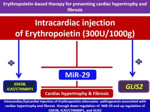 Intracardiac.Epicardial injection of Erythropoietin attenuates ...