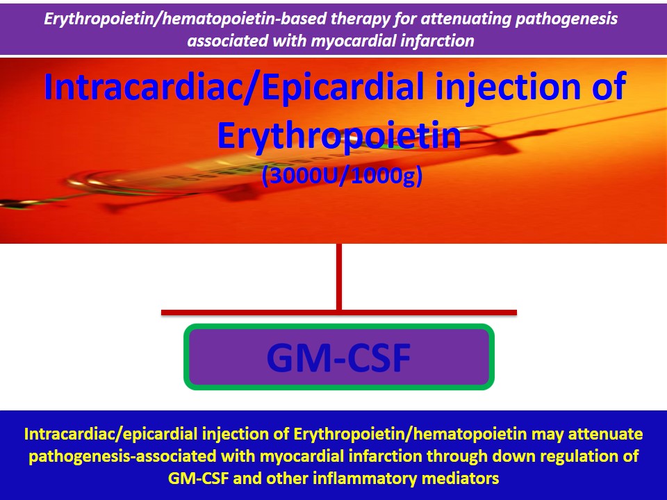 Intracardiac/Epicardial injection of Erythropoietin/Hematopoietin may ...