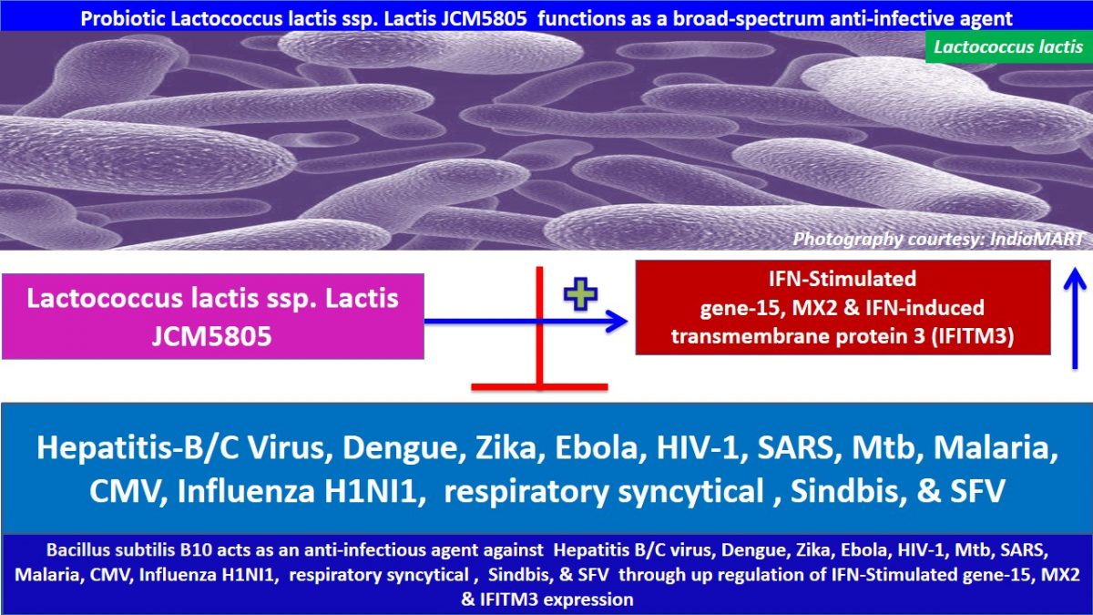 Probiotics as anti-infective agents: Probiotics-based adjunct therapy ...