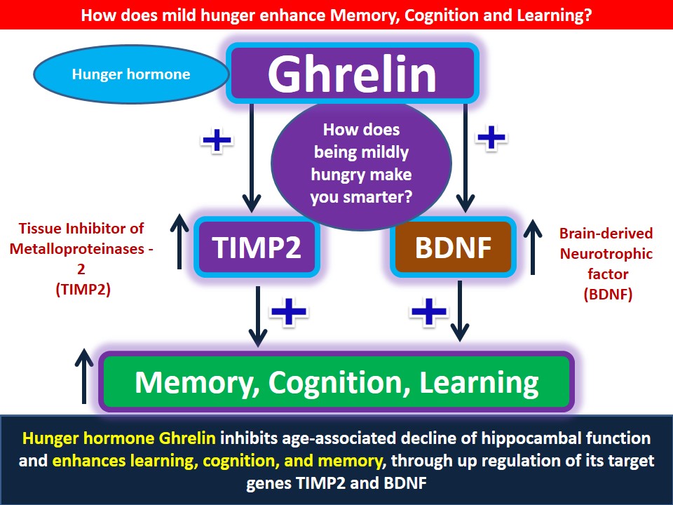 Empty-stomach intelligence is explained: Mechanistic insights into how ...