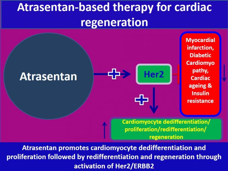 Atrasentan-based Regenerative therapy for regaining the lost ...
