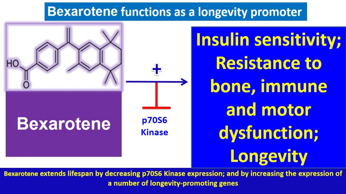 Bexarotene extends lifespan by decreasing p70S6 Kinase expression; and ...