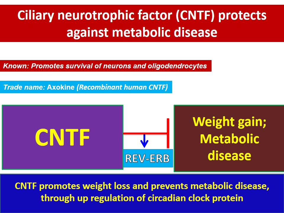 CNTF promotes weight loss and prevents metabolic disease, through up ...