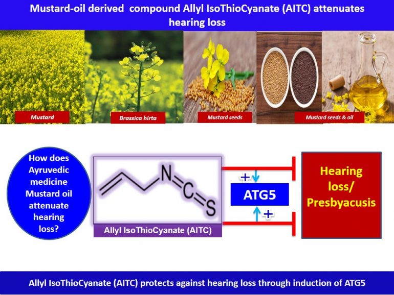 Mustard oil derived component Allyl isothiocyanate (AITC) protects ...