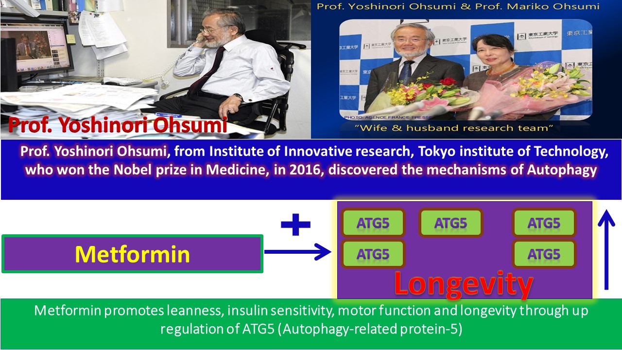 Lifespan extension therapy comes of age: Metfomin aids in Lifespan ...