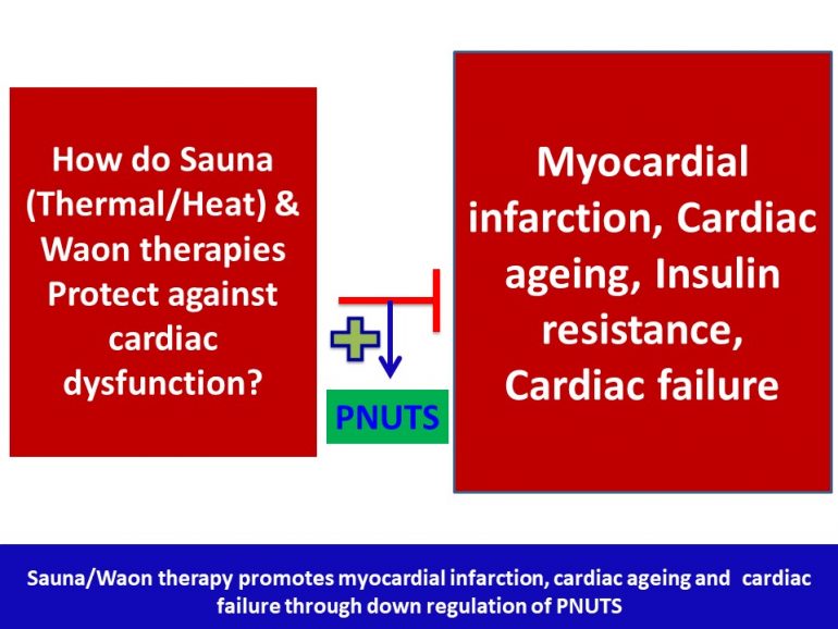 Sauna/Waon based regenerative cardiovascular therapy: Molecular ...