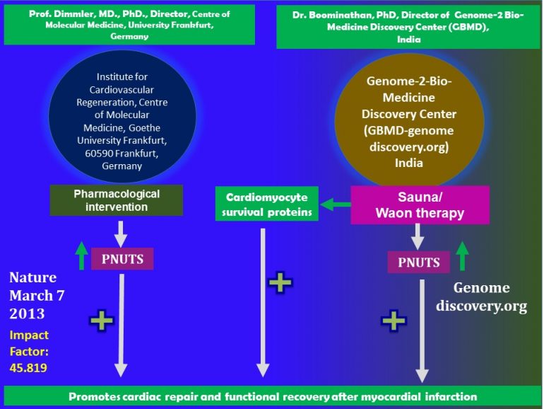 Sauna/Waon based regenerative cardiovascular therapy: Molecular ...
